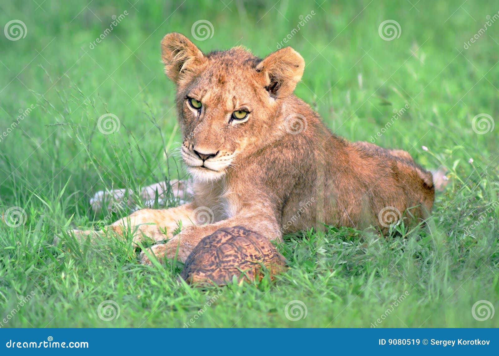 Lion cub with turtle stock image. Image of predator, cute - 9080519