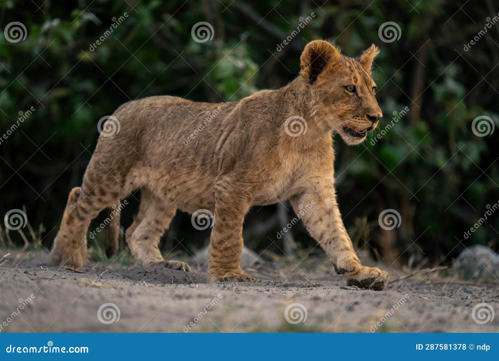 Lion Cub Walks Placing Foot on Sand Stock Photo - Image of national ...