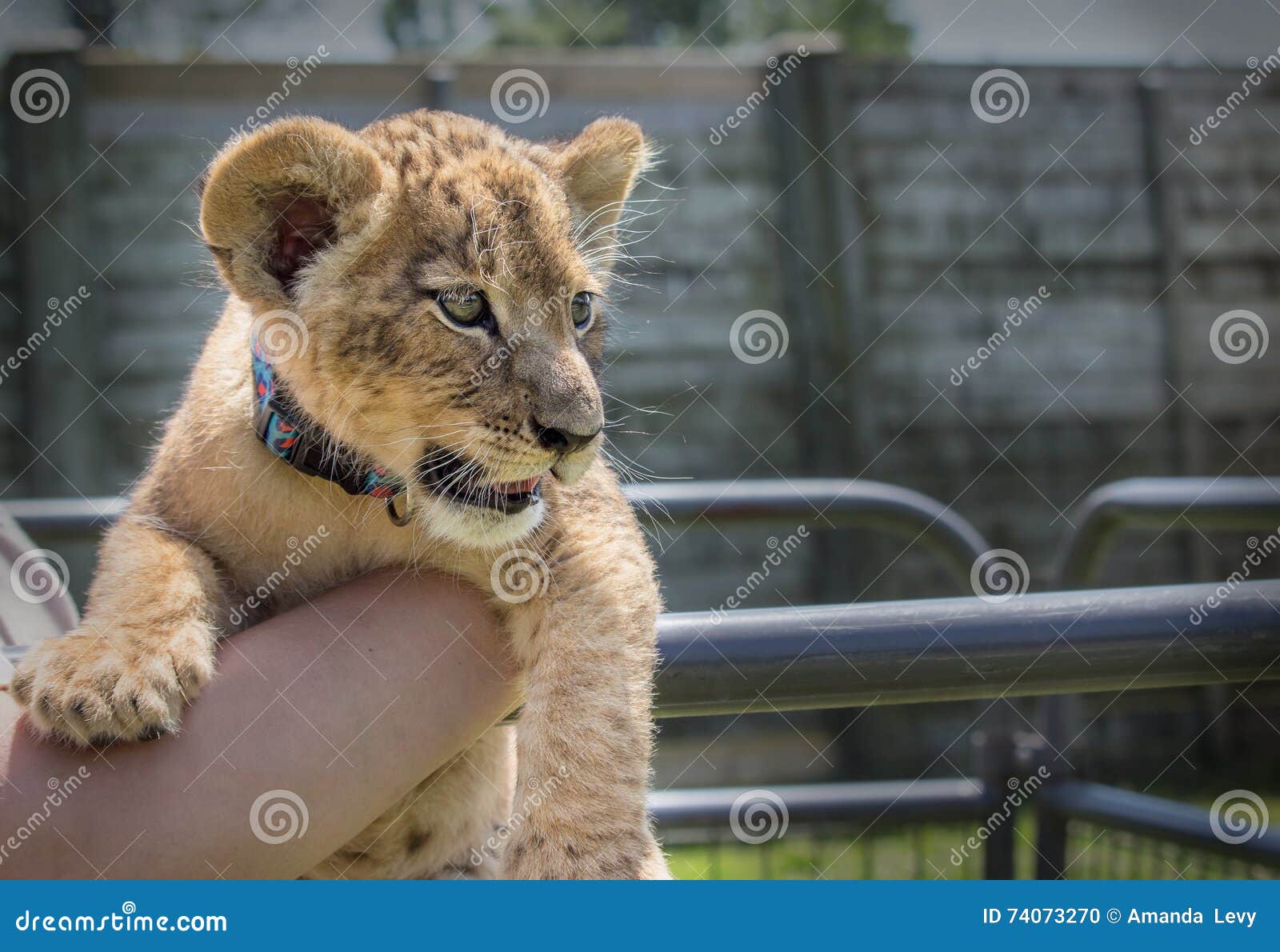 Lion cub stock photo. Image of wildcat, safari, carnivore - 74073270