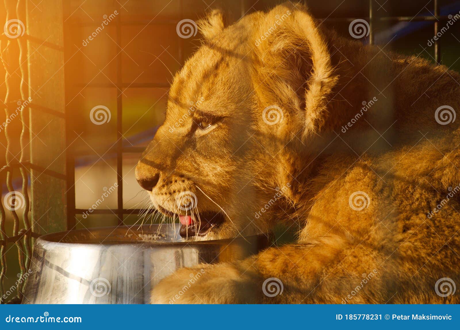 Lion Cub in Zoo Cage Waiting for Food Stock Image - Image of closeup ...