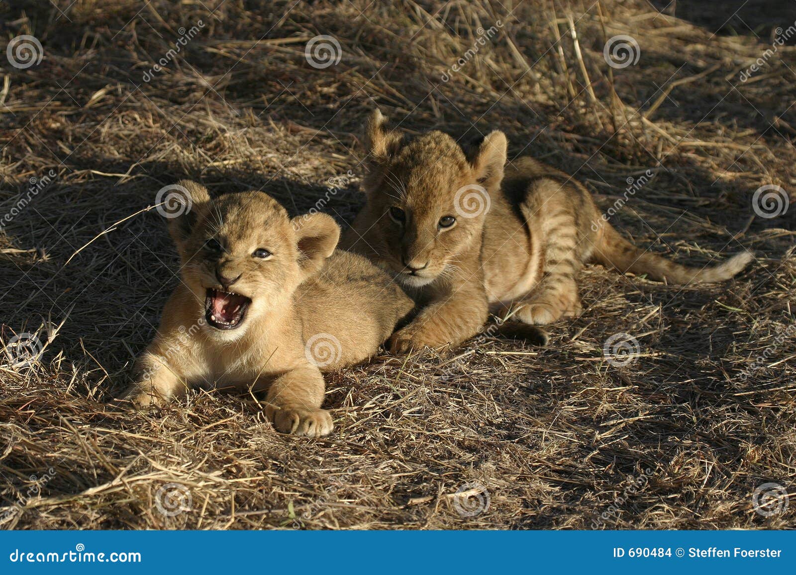 Lion Cubs stock photo. Image of panthera, africa, jungle - 690484