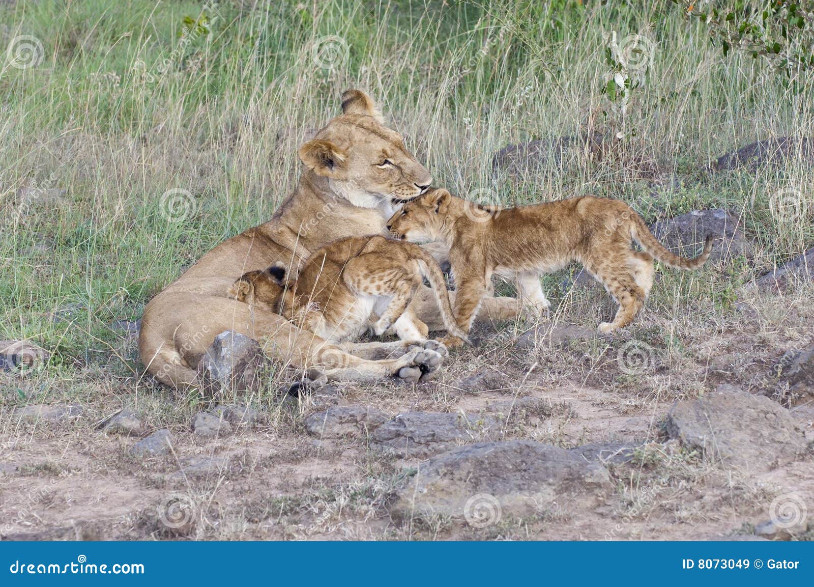 Lion cubs caregiving stock image. Image of africa, creche - 8073049