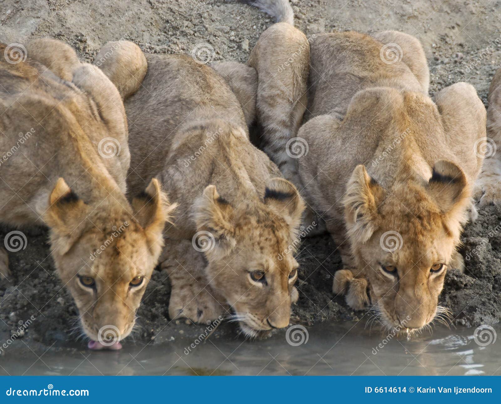 Lion Cubs Drinking Water Royalty-Free Stock Image | CartoonDealer.com ...
