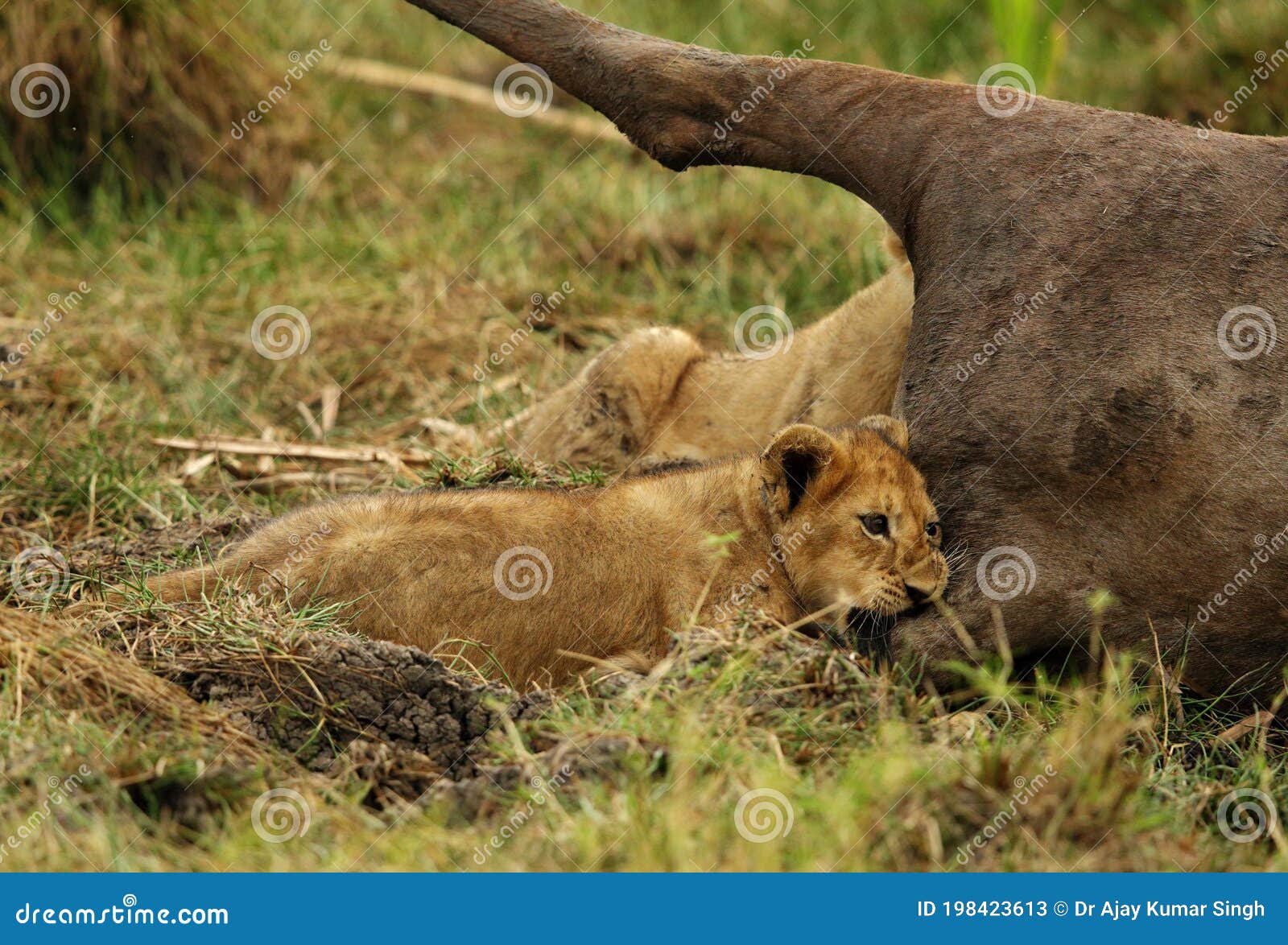 Lion Cubs Near a Wildebeest Carcass Stock Image - Image of lioness ...