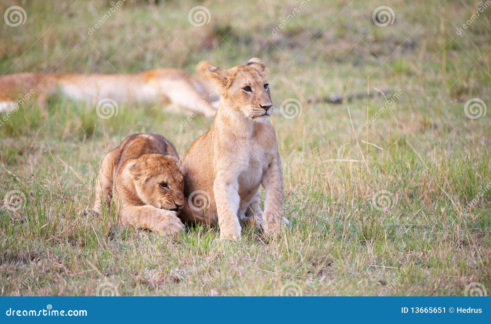 Lion Cubs (panthera Leo) Close-up Stock Image - Image of animal, mouth ...