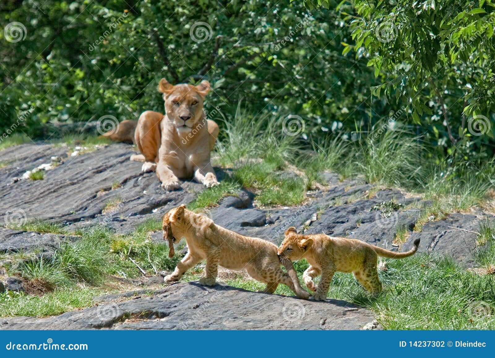 Lion cubs at play stock photo. Image of brother, carnivore - 14237302