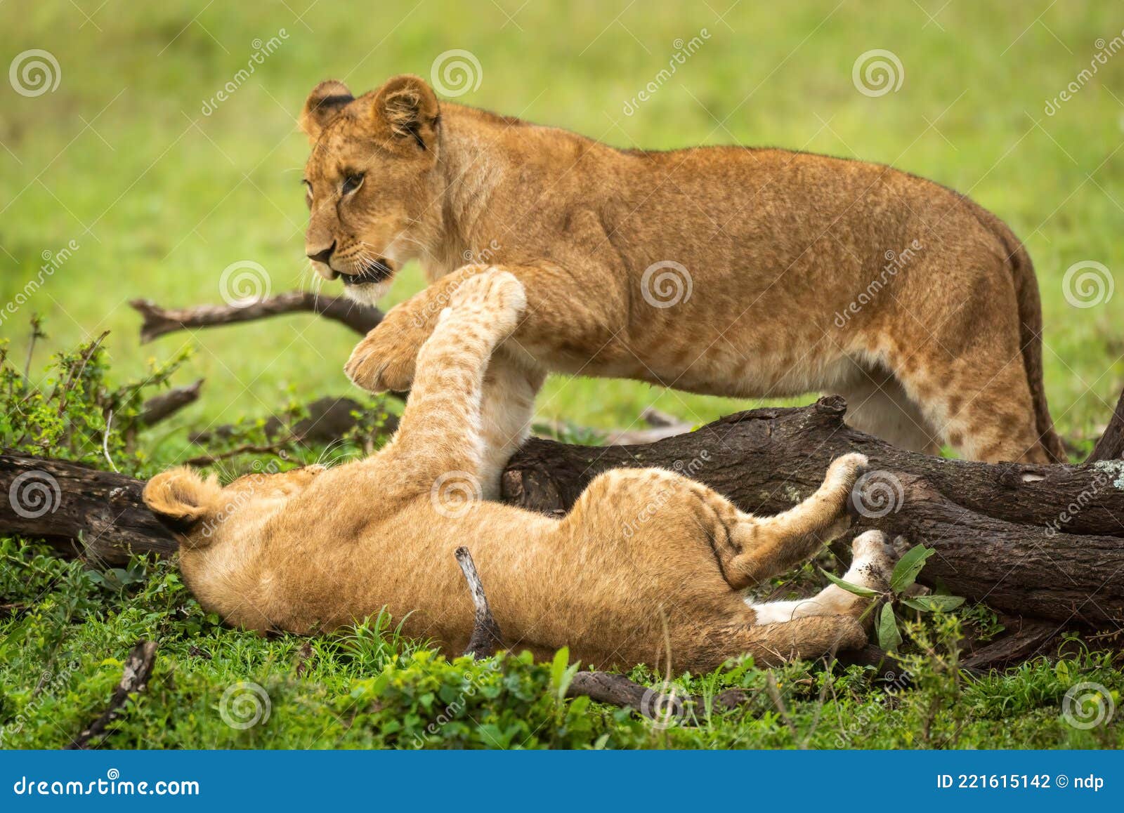 Lion Cubs Play Fighting by Fallen Branch Stock Photo - Image of kenya ...