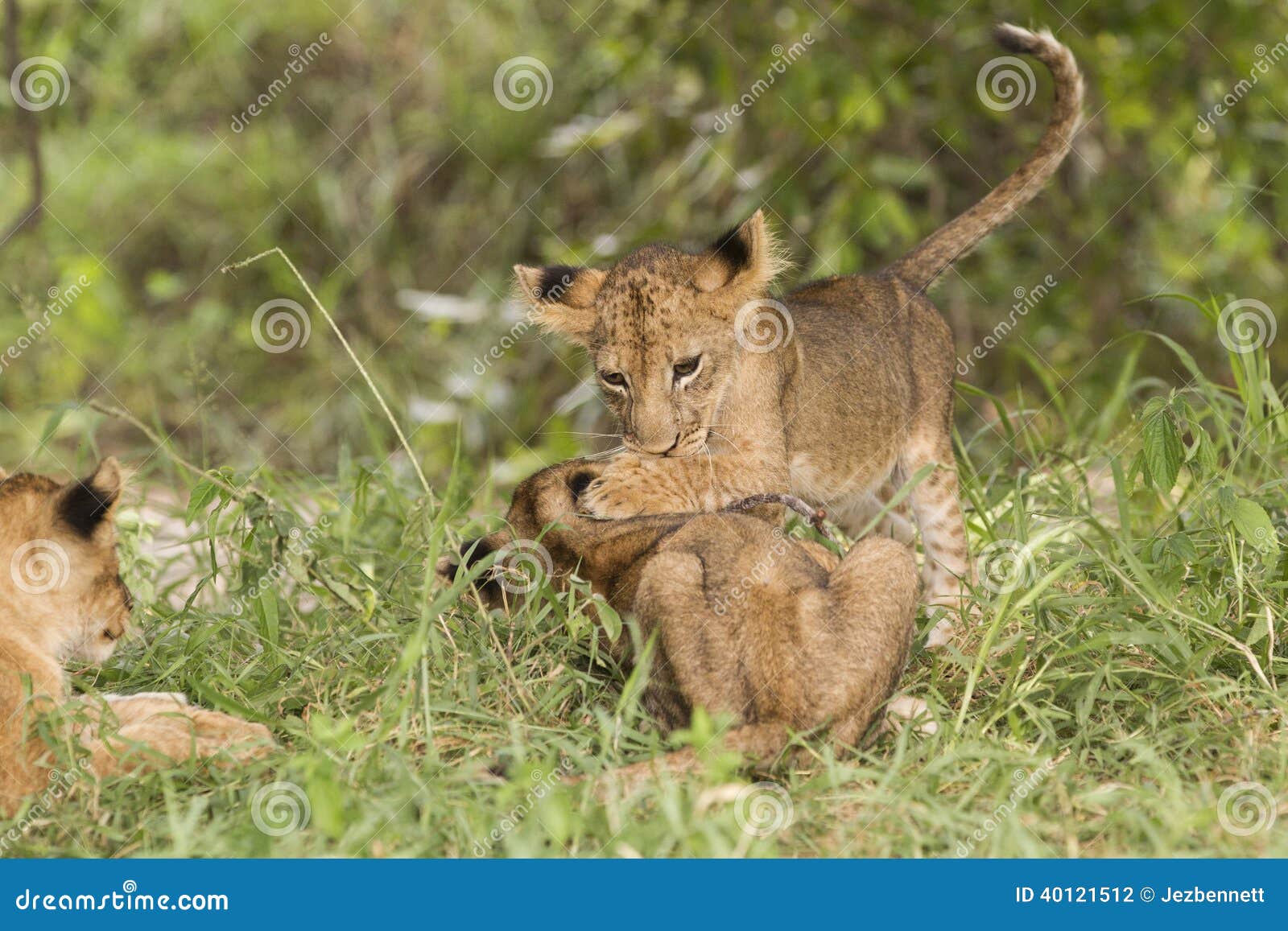 Lion cubs at play stock photo. Image of animals, panthera - 40121512