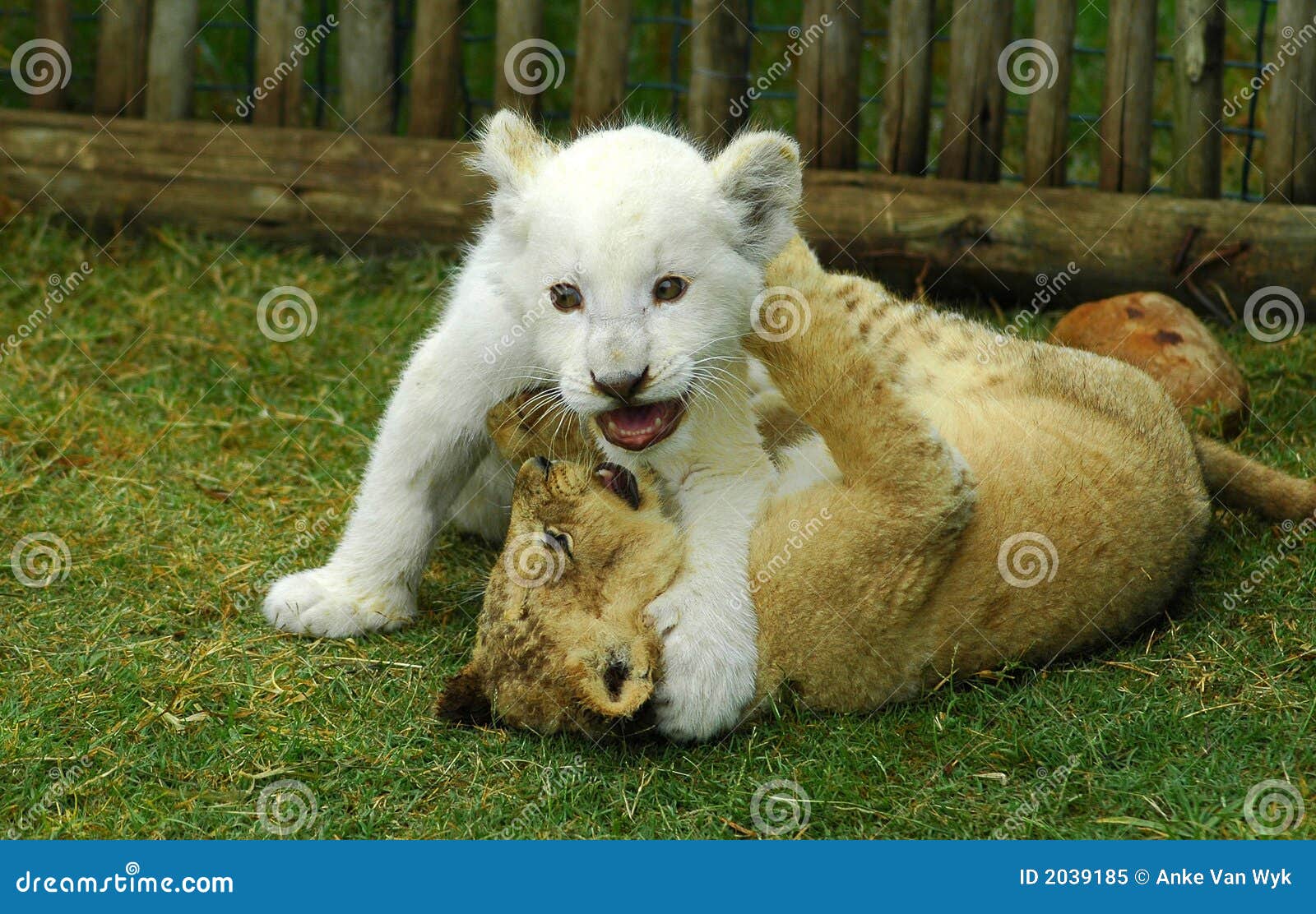 Lion cubs playing stock image. Image of beautiful, babies - 2039185