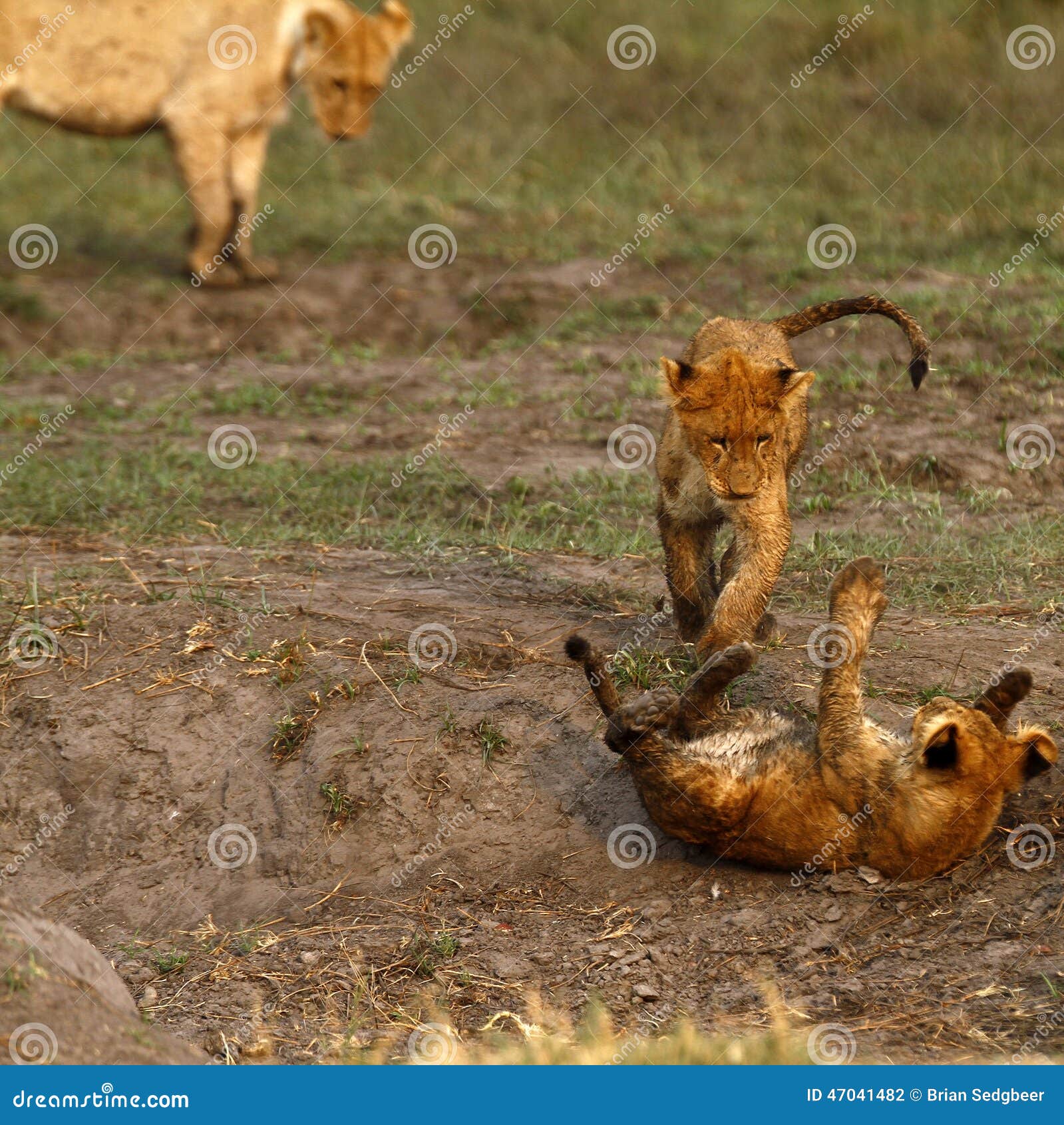 Lion Cubs playing stock photo. Image of cape, botswana - 47041482