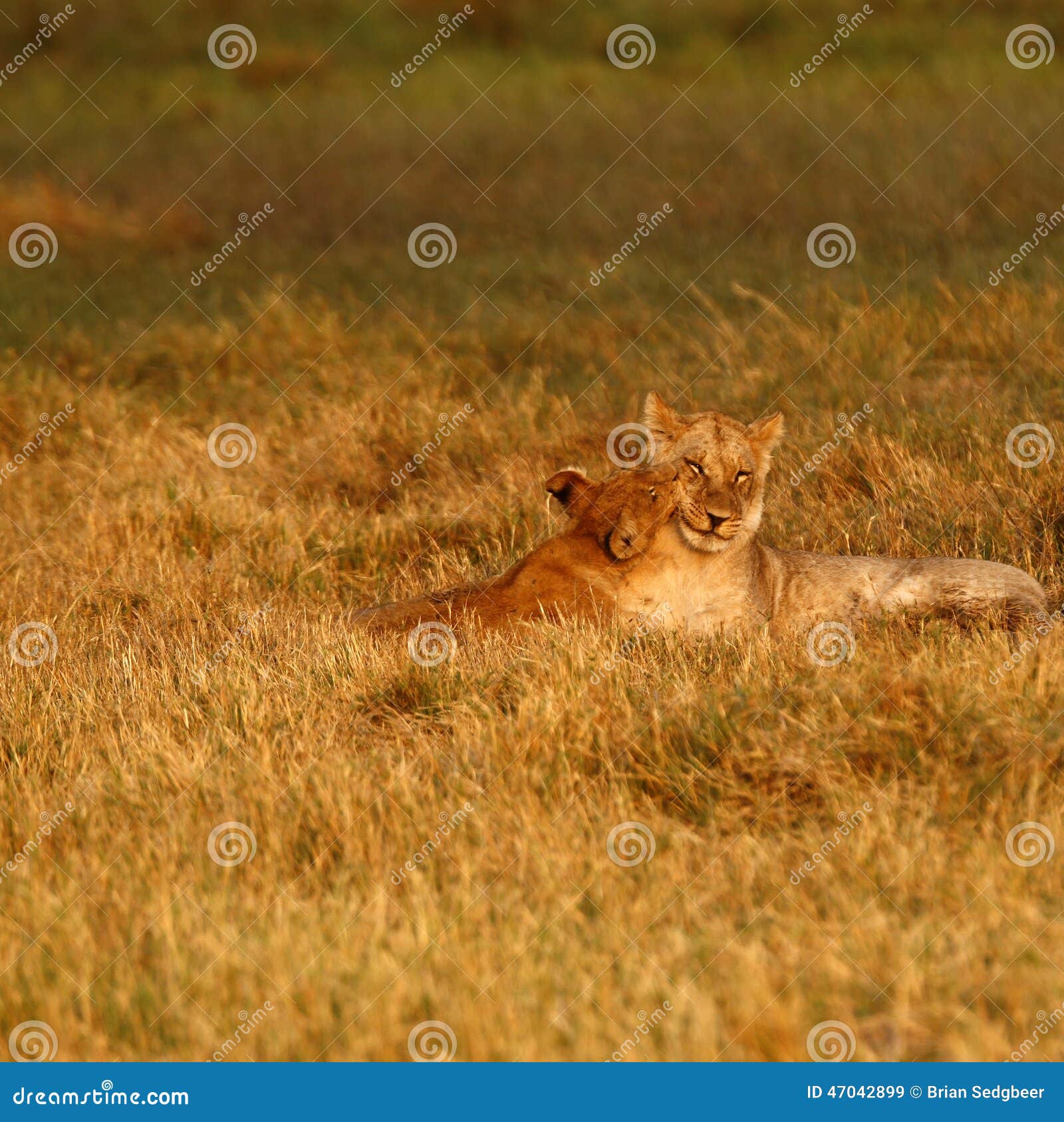 Lion Cubs playing stock image. Image of botswana, galloping - 47042899
