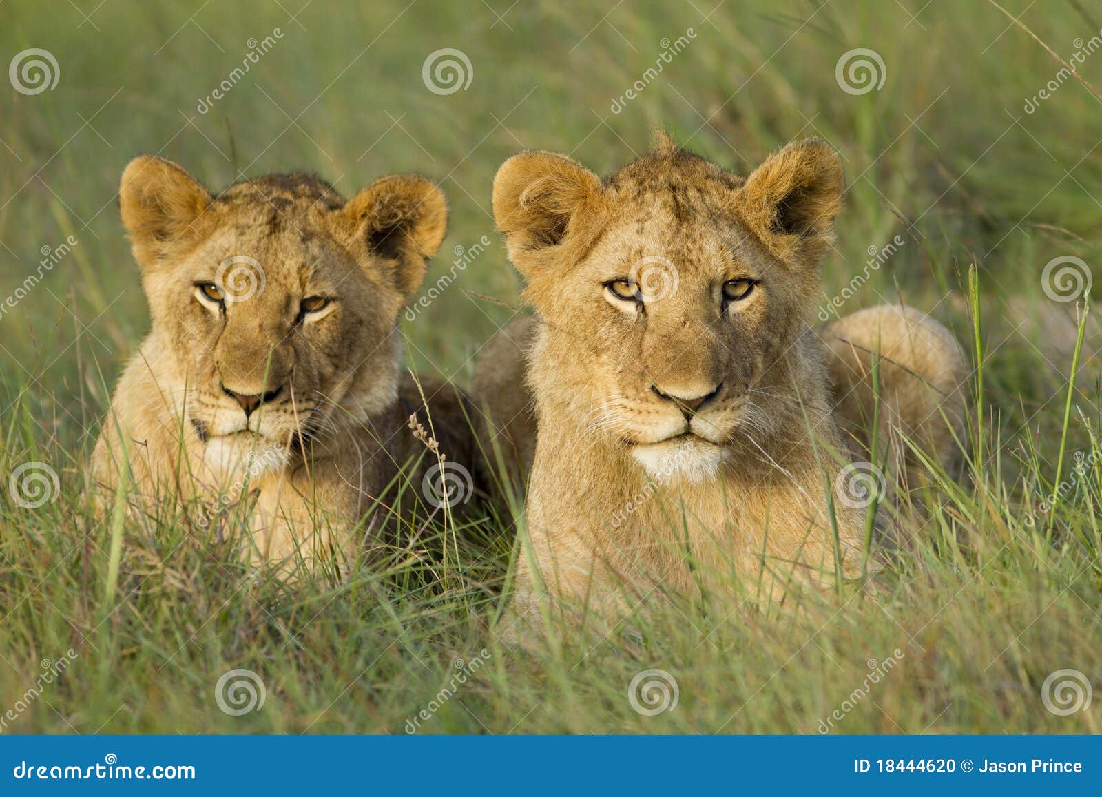 Lion cubs relaxing stock photo. Image of outdoors, horizontal - 18444620
