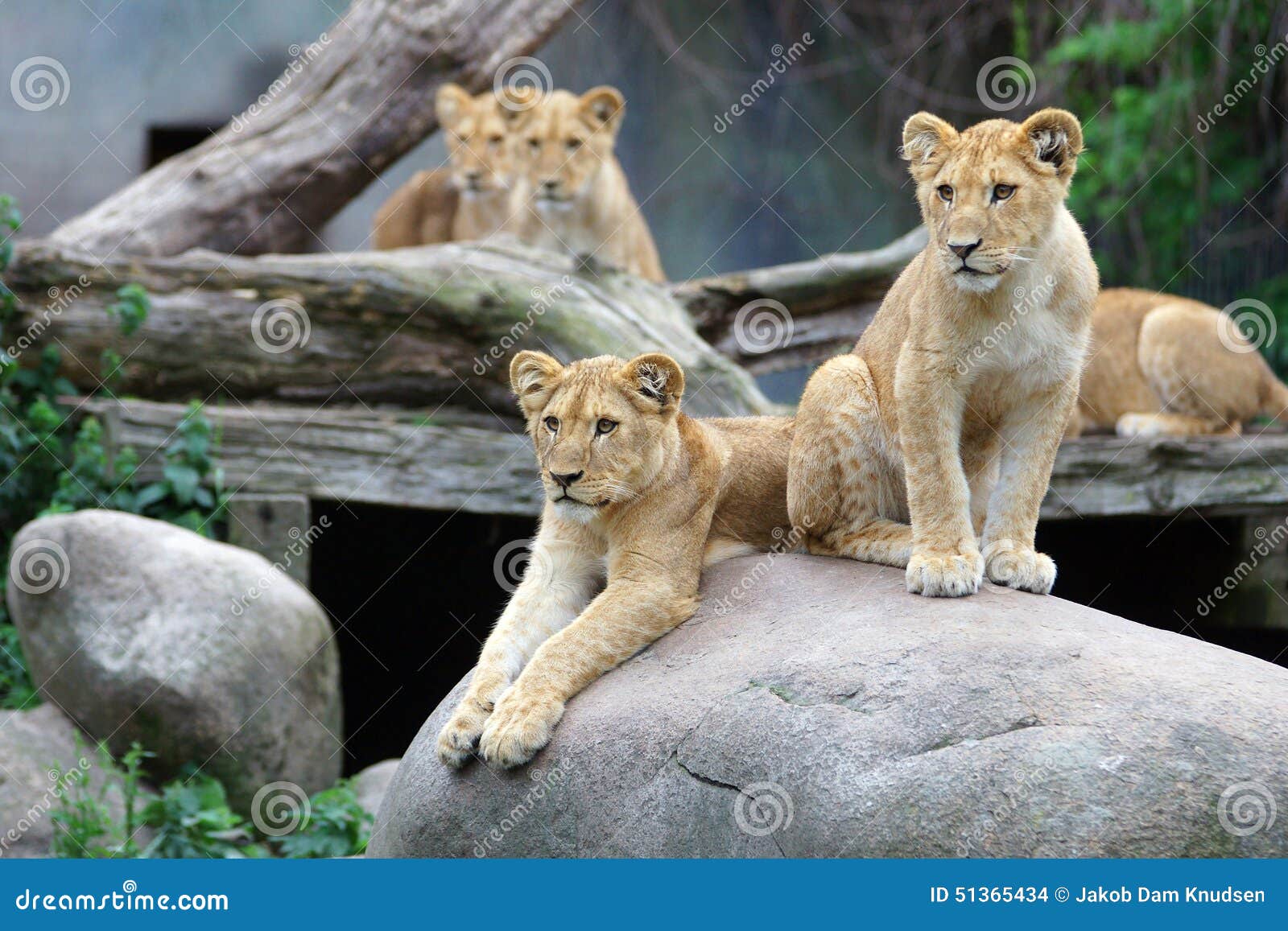 Lion cubs resting stock photo. Image of animal, carnivore - 51365434