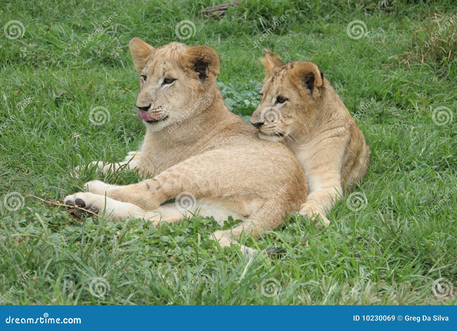 Lion Cubs Resting in the Sun Stock Image - Image of hair, male: 10230069