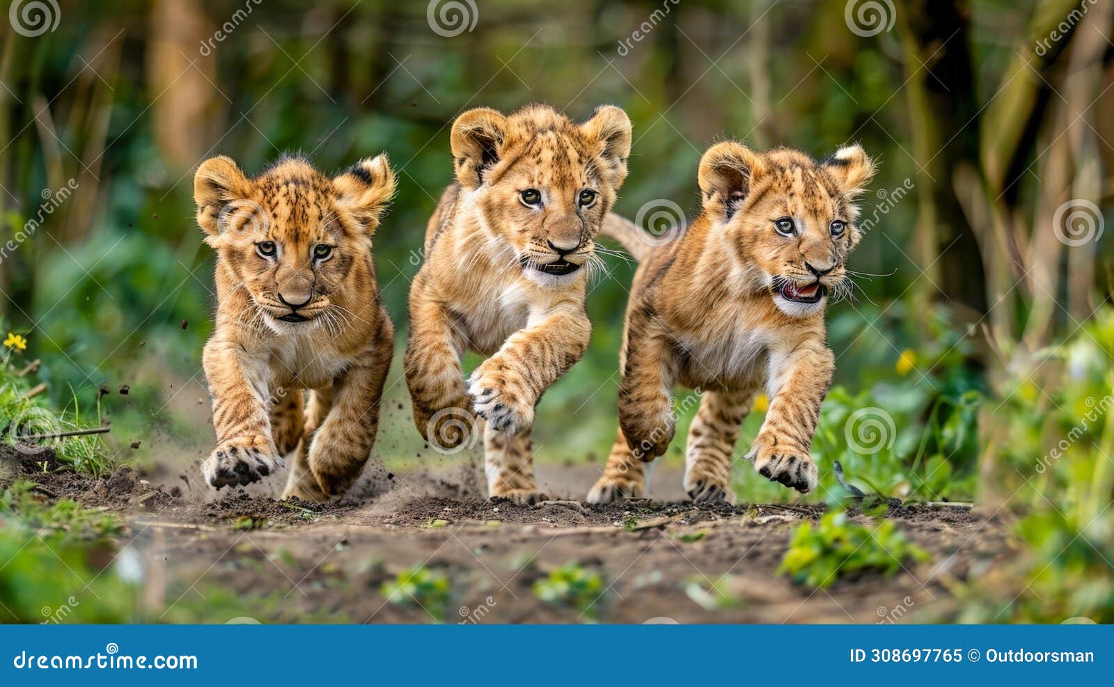 Lion Cubs In The Kalahari Desert, Namibia, A Group Of Young Small ...