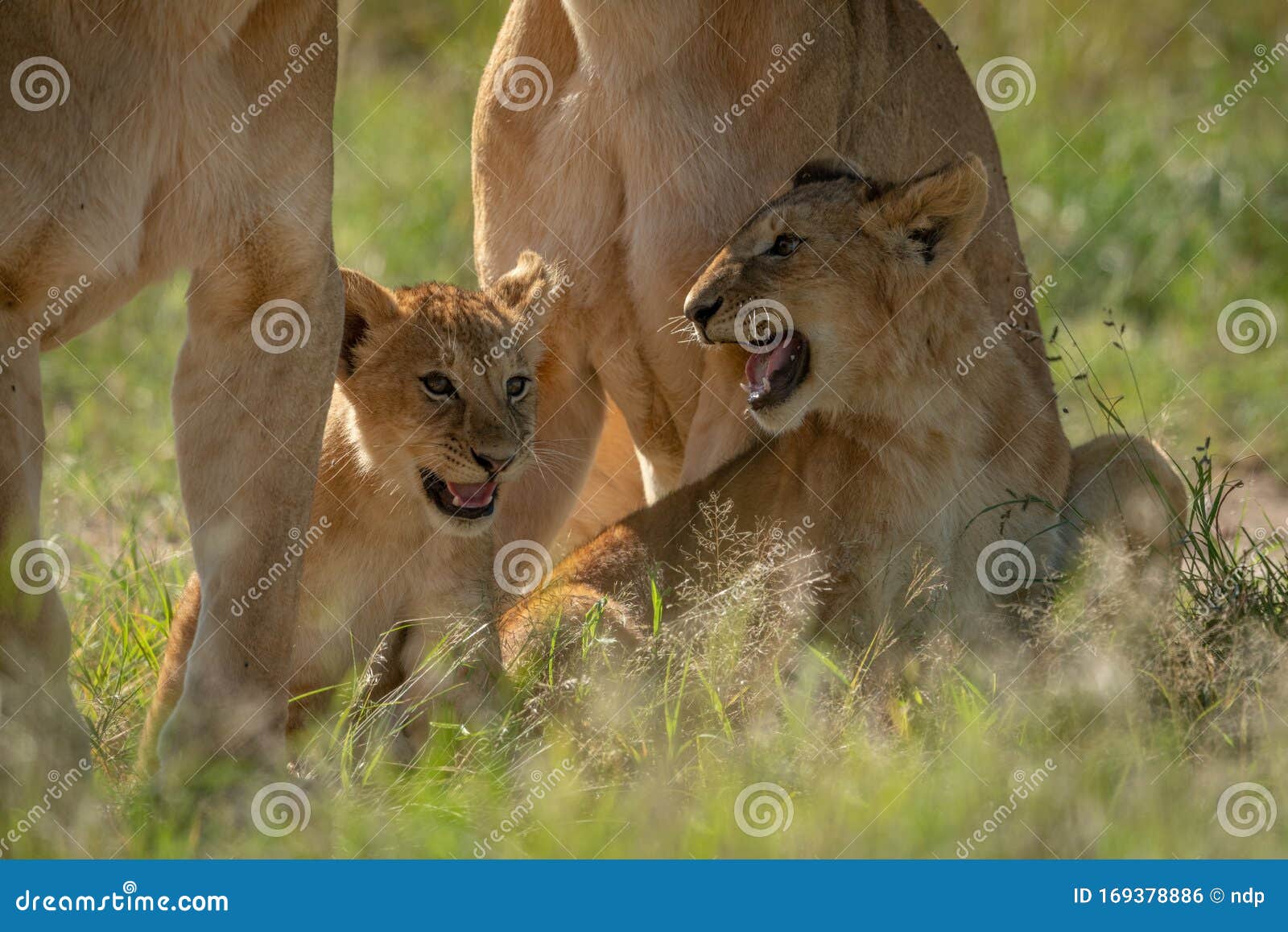 Lion Cubs Sit Baring Teeth by Mothers Stock Photo - Image of predator ...