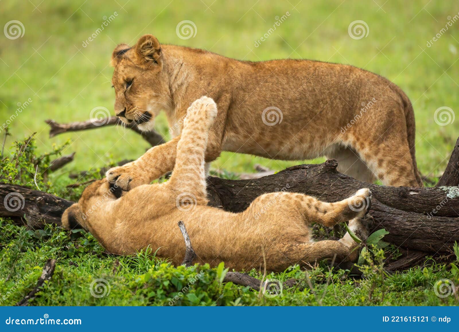 Lion Cubs Slap Each Other by Branch Stock Image - Image of predator ...