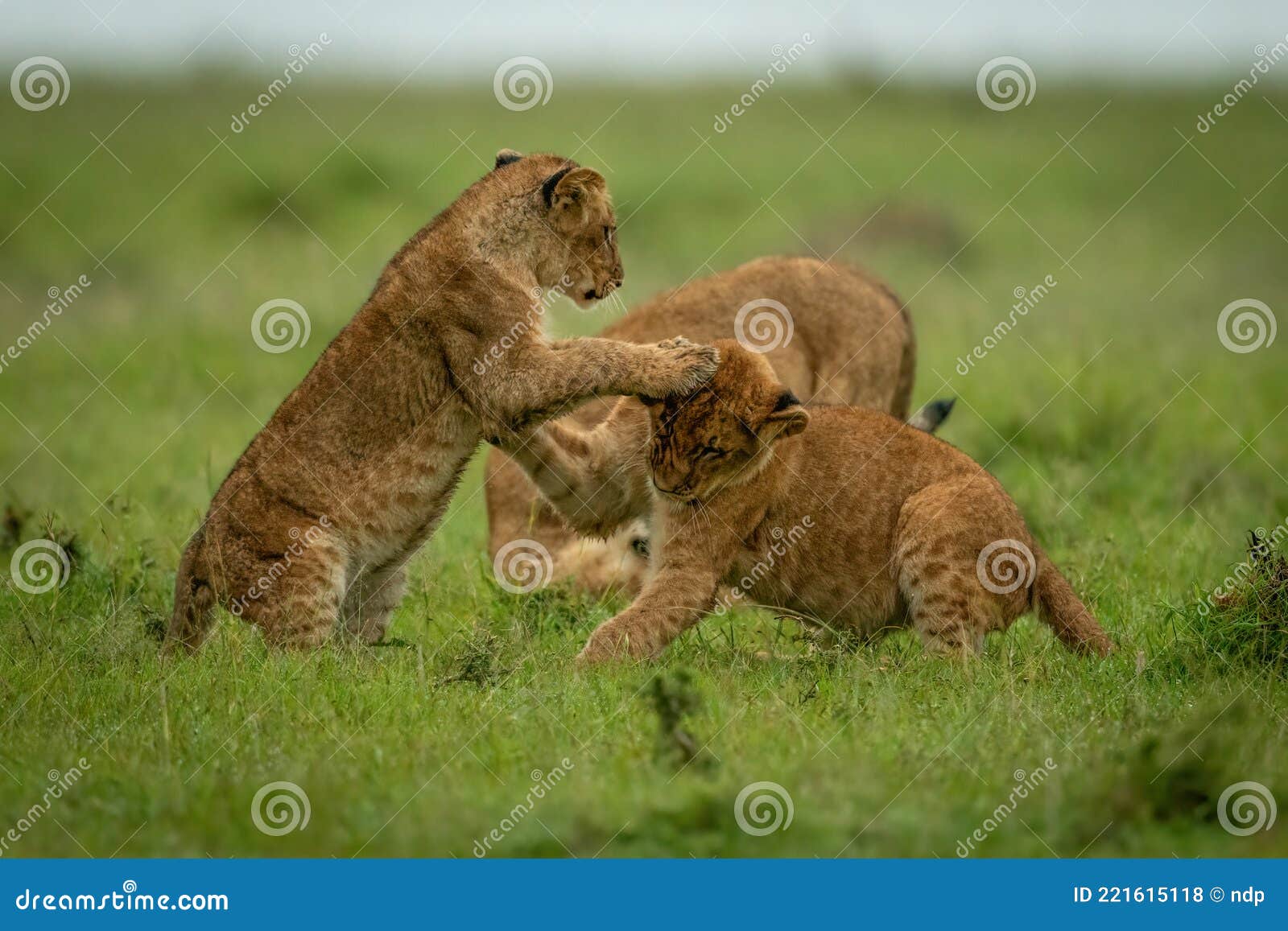 Lion Cubs Slap Each Other in Grass Stock Photo - Image of wildlife ...