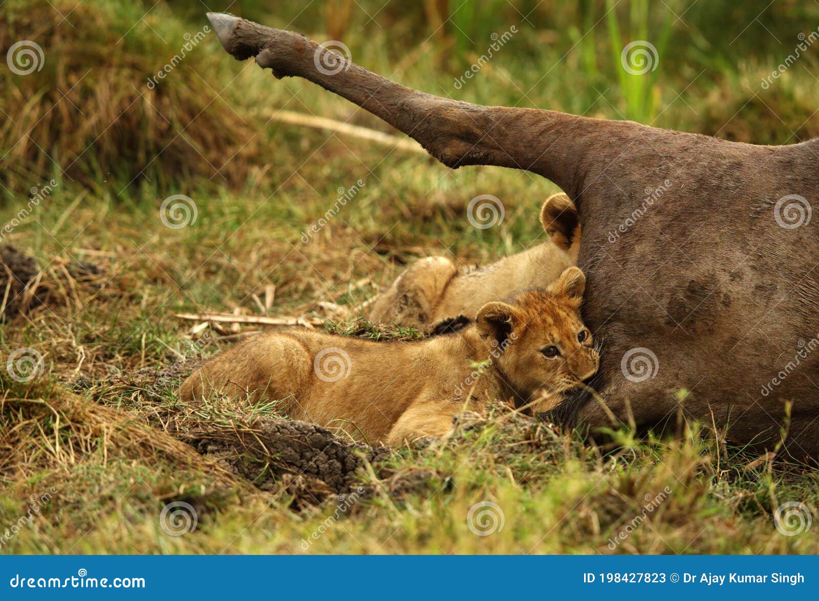 Lion Cubs Trying To Bite the Carcass Stock Image - Image of barren ...