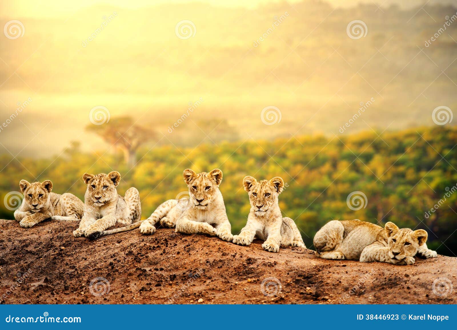 Lion Cubs Waiting Together. Stock Image - Image of forest, conceptual ...