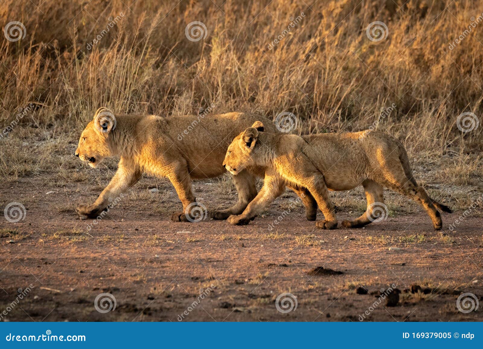 Lion Cubs Walk in Step on Track Stock Image - Image of drive, walk ...