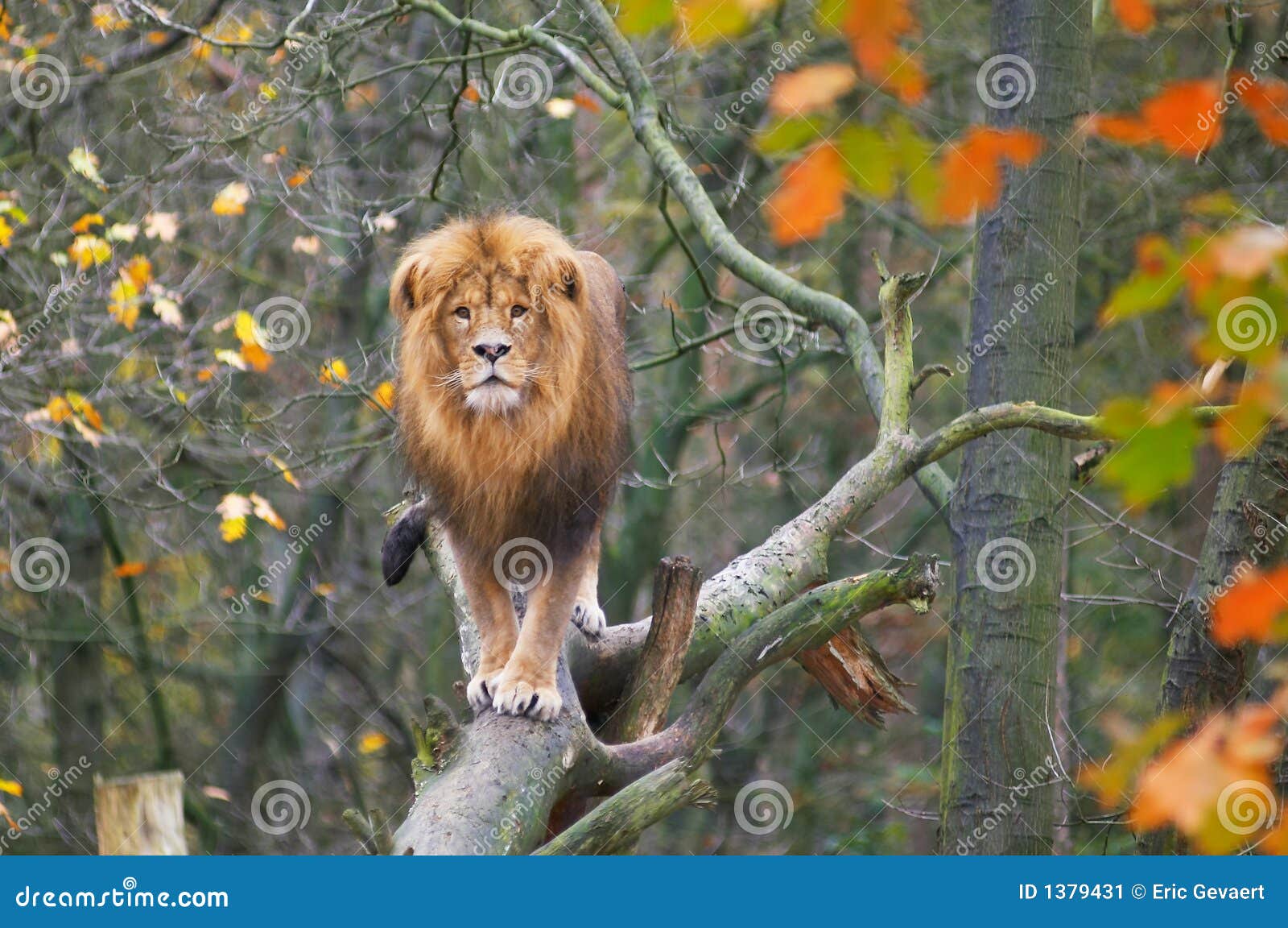 Lion dans l'arbre image stock. Image du prédateur, carnassier - 1379431