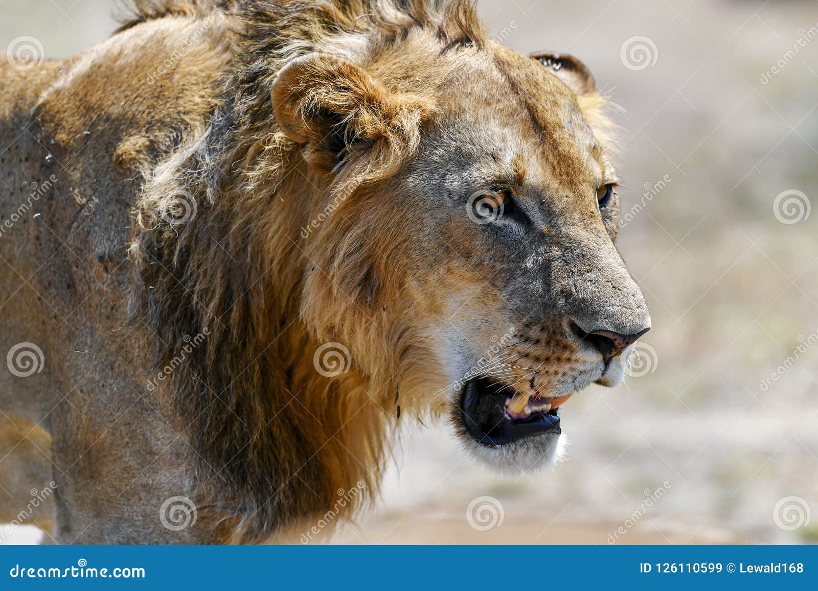 Lion Dans La Savane De L'Afrique Image stock - Image du vacances ...