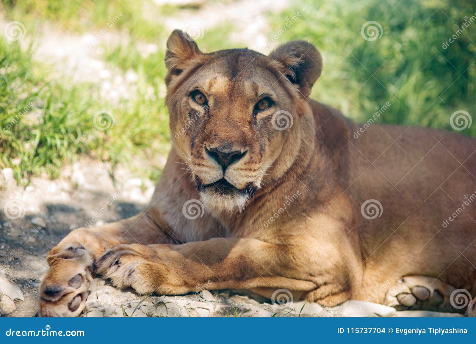 Lion dans le repos de zoo photo stock. Image du animal - 115737704