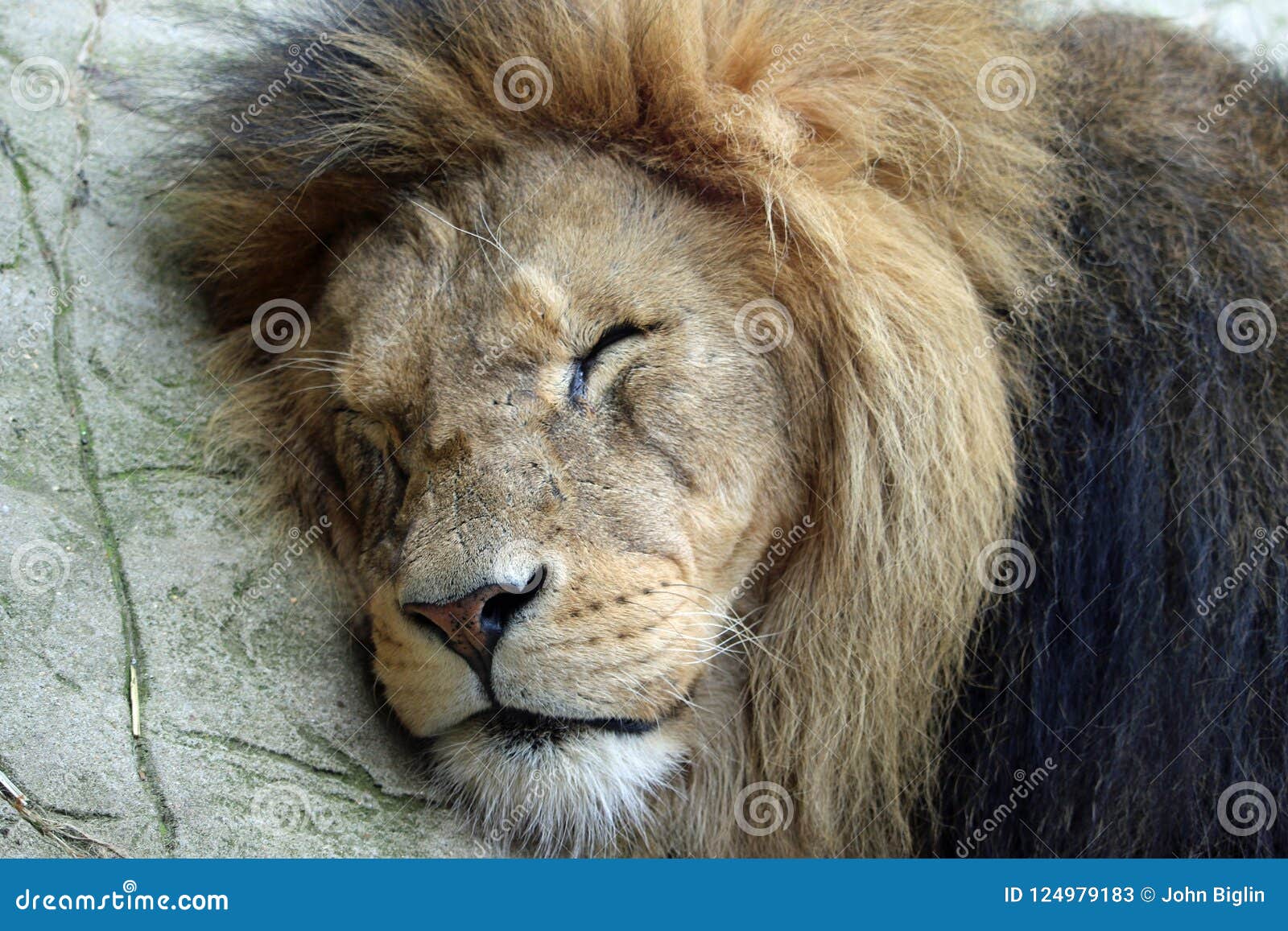 Lion De Mâle Adulte Endormi Image stock - Image du crinière, roche ...