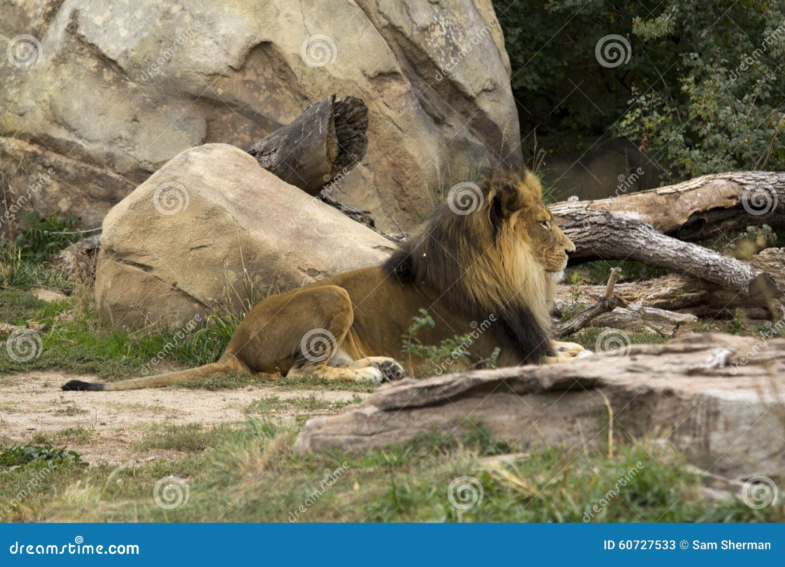 African Lion Denver Zoo Photos - Free & Royalty-Free Stock Photos from ...
