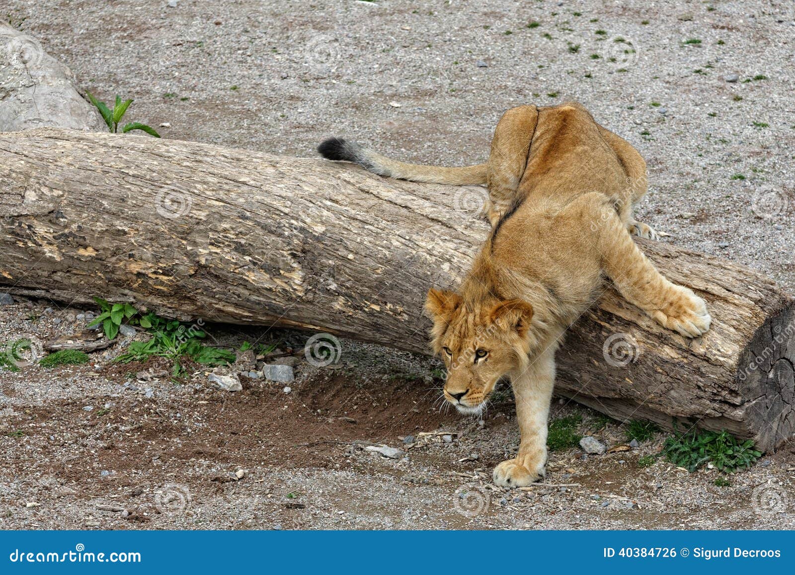 Lion descending stock photo. Image of action, climbing - 40384726