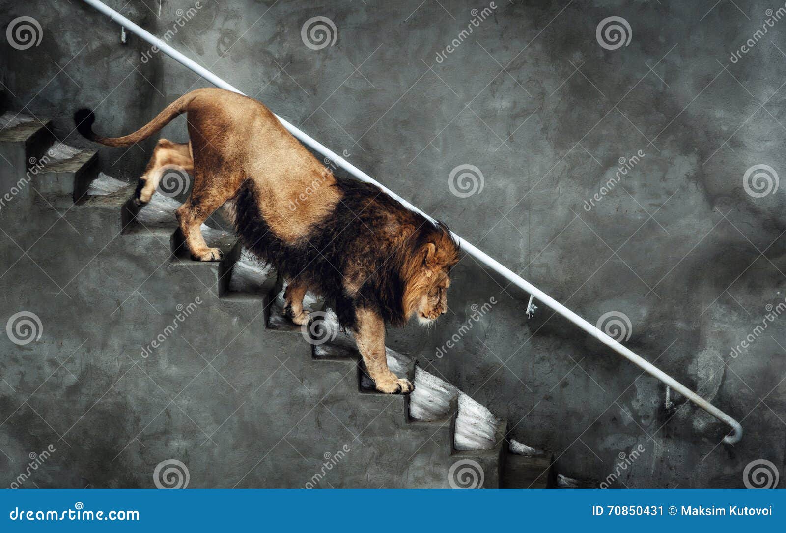 Lion descent stock image. Image of lion, rails, steps - 70850431