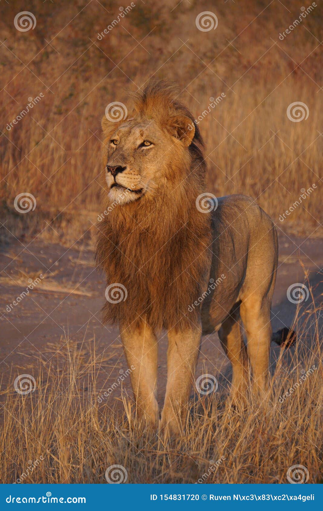 Lion stock photo. Image of discovered, enormous, africa - 154831720
