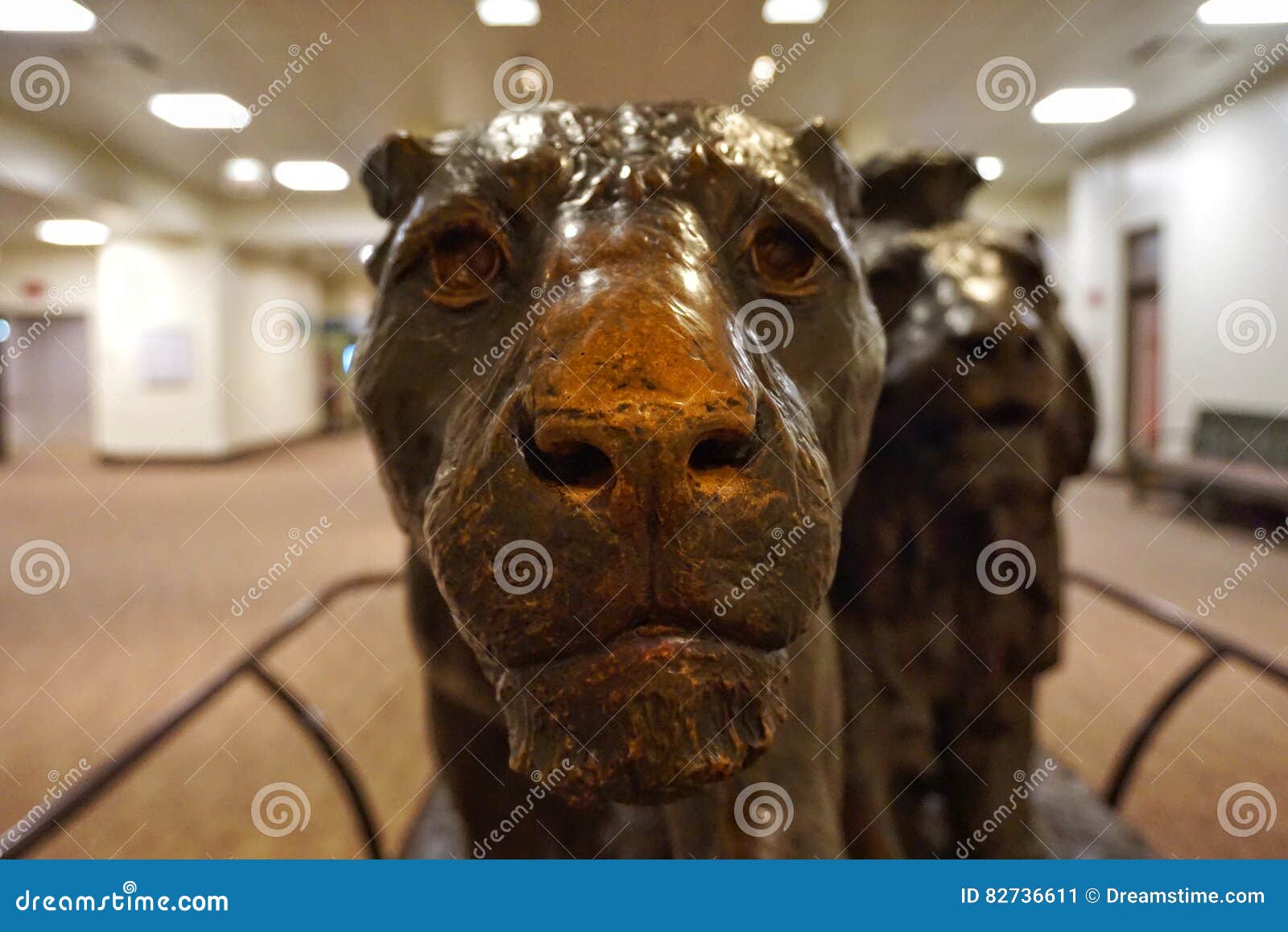 Lion Display in the Field Museum Editorial Photo - Image of museum ...