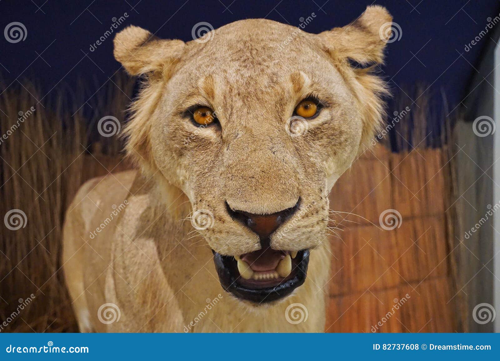 Lion Display in the Field Museum Stock Photo - Image of fauna, snout ...