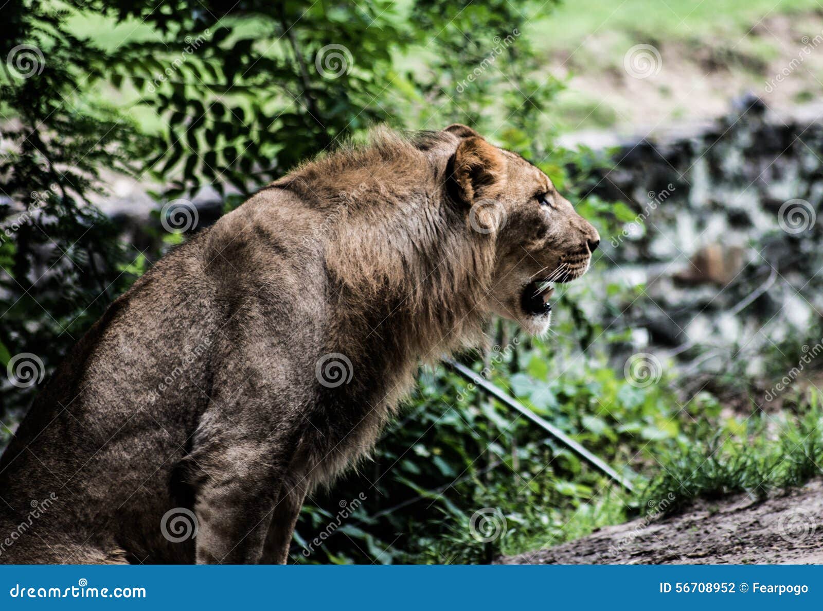 Lion into the Distance stock photo. Image of south, angry - 56708952
