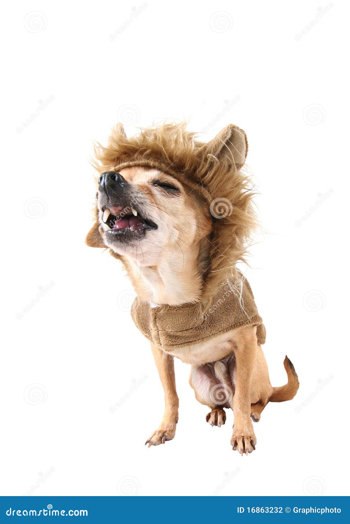 Lion dog stock photo. Image of furry, roar, halloween - 16863232