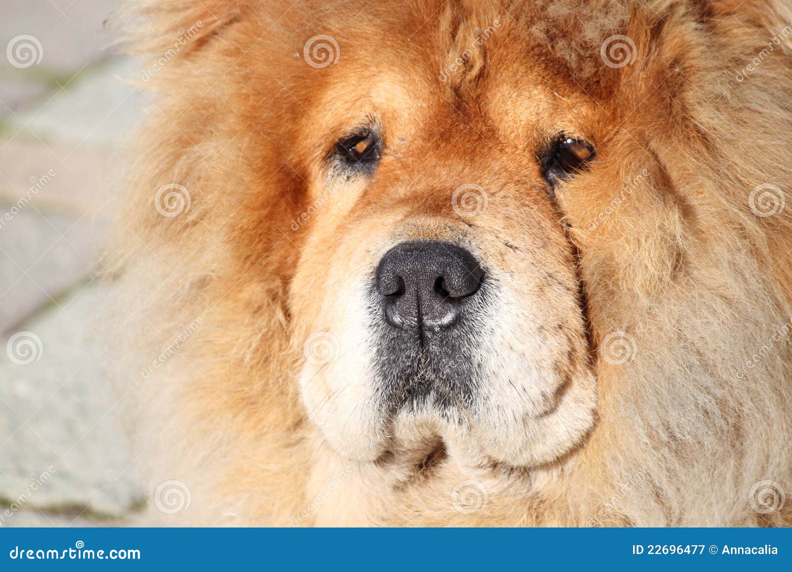 The lion dog stock image. Image of adult, mammal, chouchou - 22696477