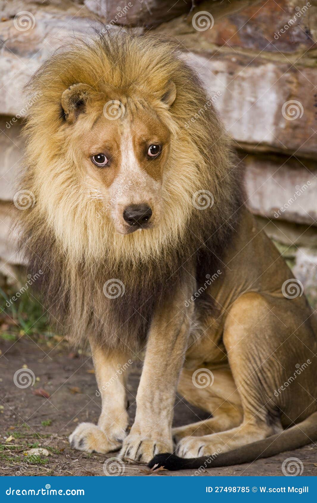 Lion with Dog Face. stock image. Image of mane, lion - 27498785