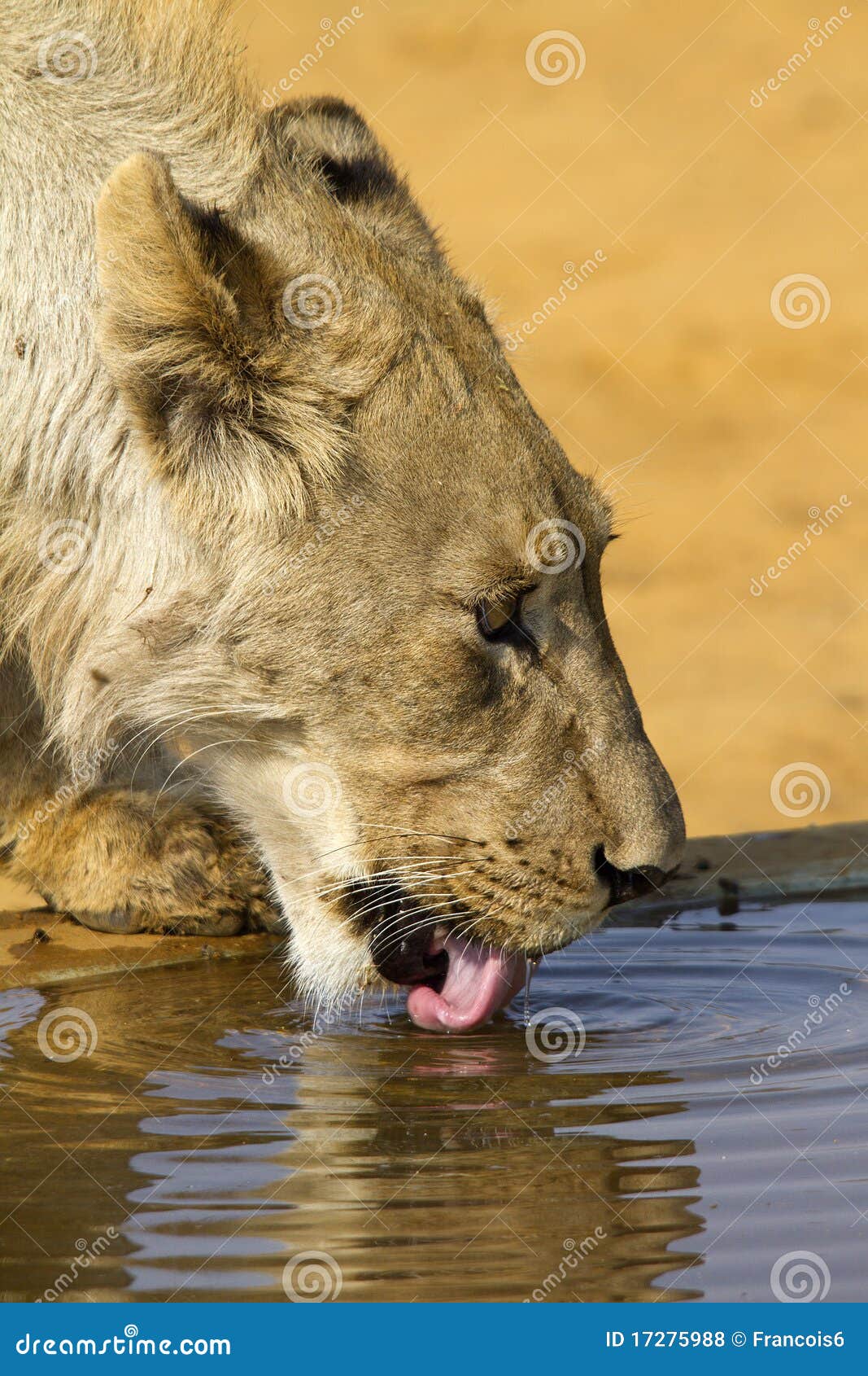 Lion drinking stock photo. Image of feline, carnivore - 17275988