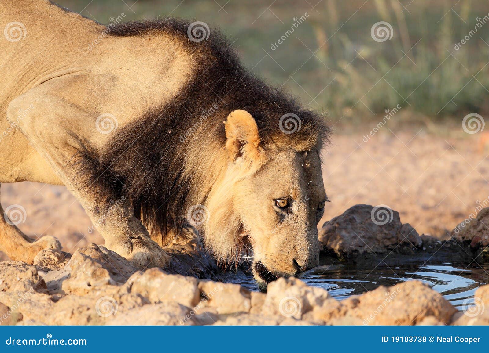 Lion drinking stock photo. Image of eyes, drinking, black - 19103738