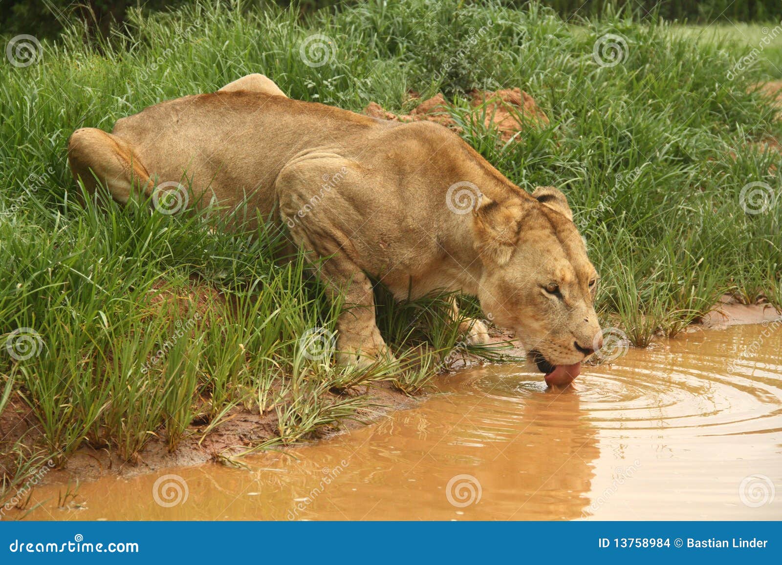 Lion Drinking at Water Hole Stock Photo - Image of thirsty, water: 13758984