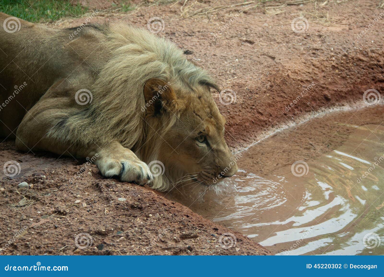 Lion drinking water stock photo. Image of drinking, carnivore - 45220302