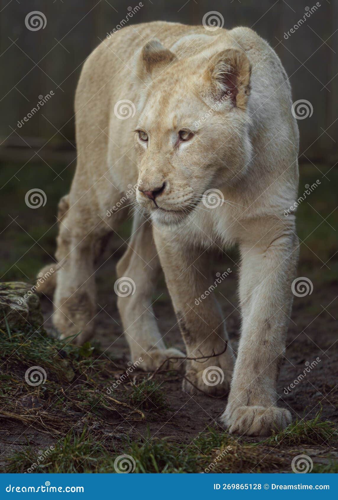 Lion du cap photo stock. Image du mammifère, fourrure - 269865128
