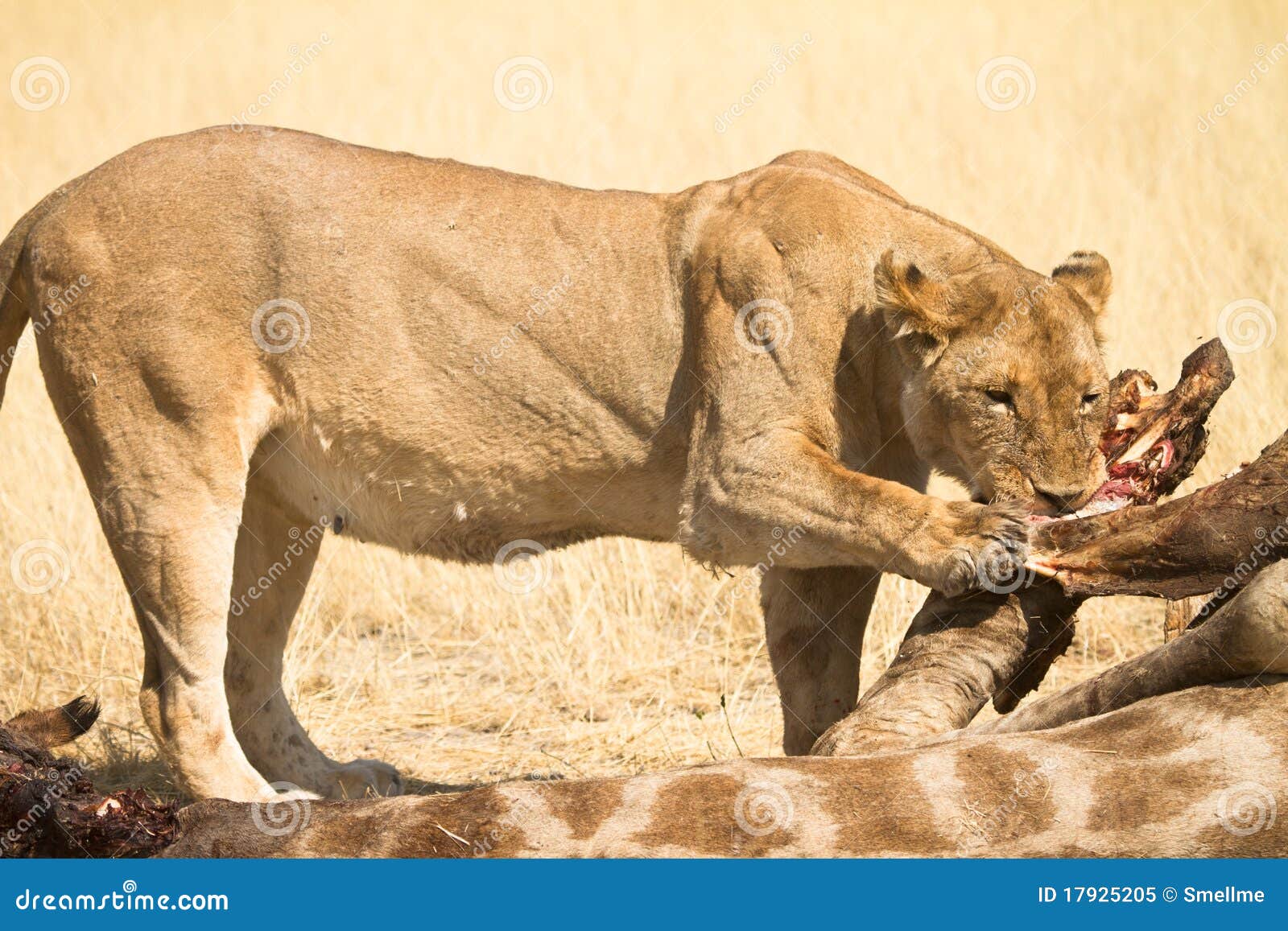 Lion eating stock image. Image of game, feed, fierce - 17925205