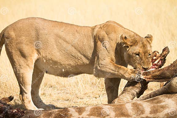 Lion eating stock image. Image of game, feed, fierce - 17925205