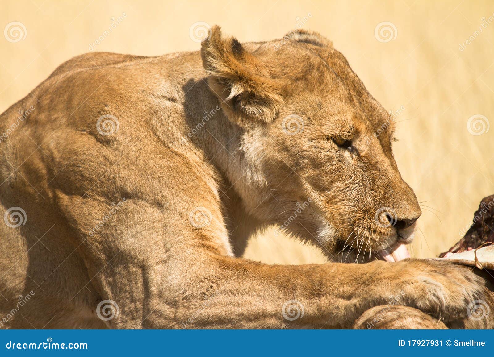 Lion eating stock image. Image of head, east, chewing - 17927931