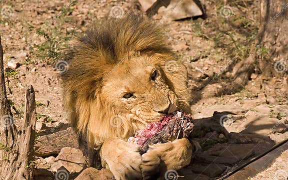Lion eating stock image. Image of wildlife, maneless, african - 2819639