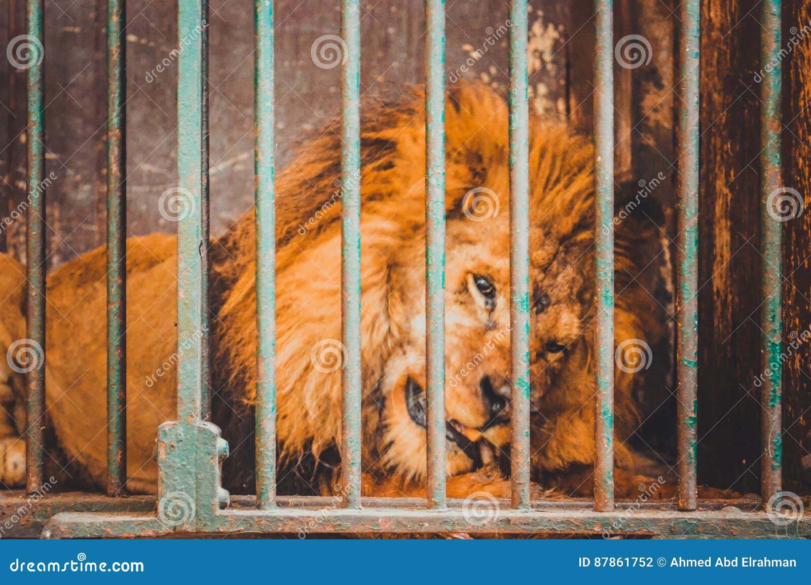 Lion eating in cage stock photo. Image of majestic, prison - 87861752