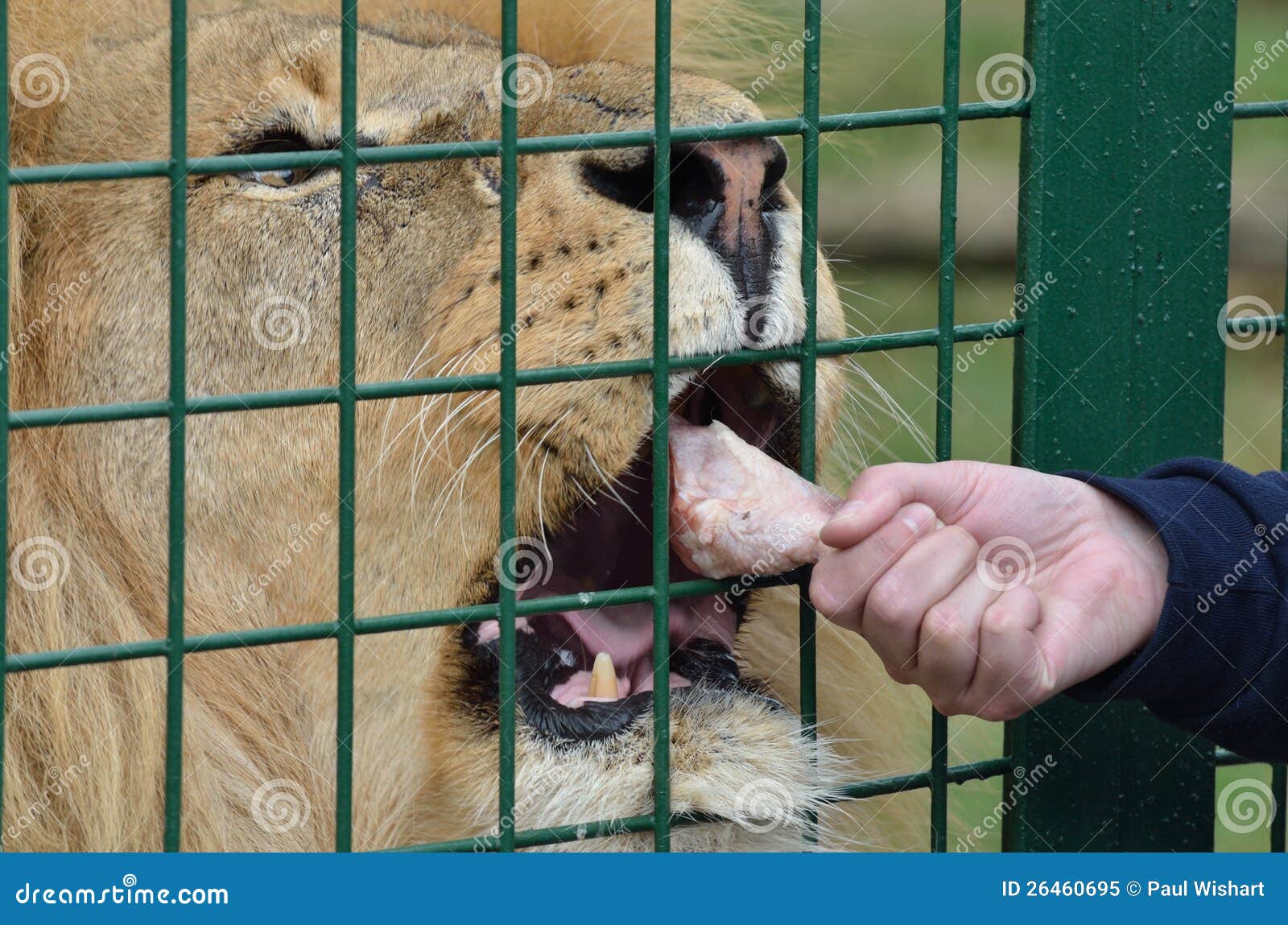 Lion eating chicken leg stock image. Image of power, predator - 26460695